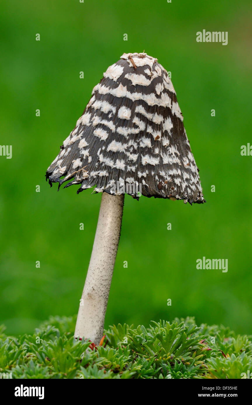 Coprinus picaceus hi-res stock photography and images - Alamy
