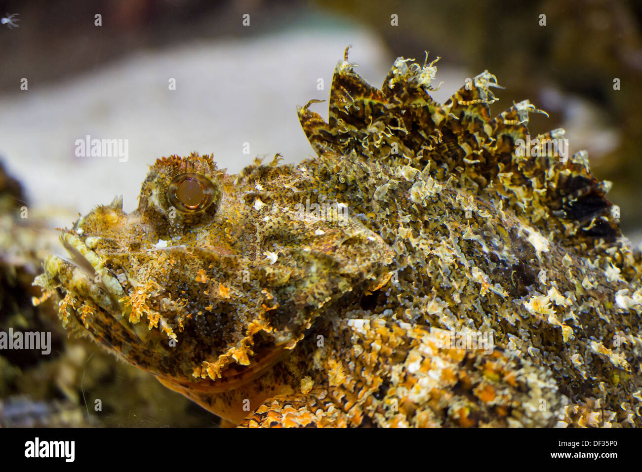 Scorpion underwater hi-res stock photography and images - Alamy