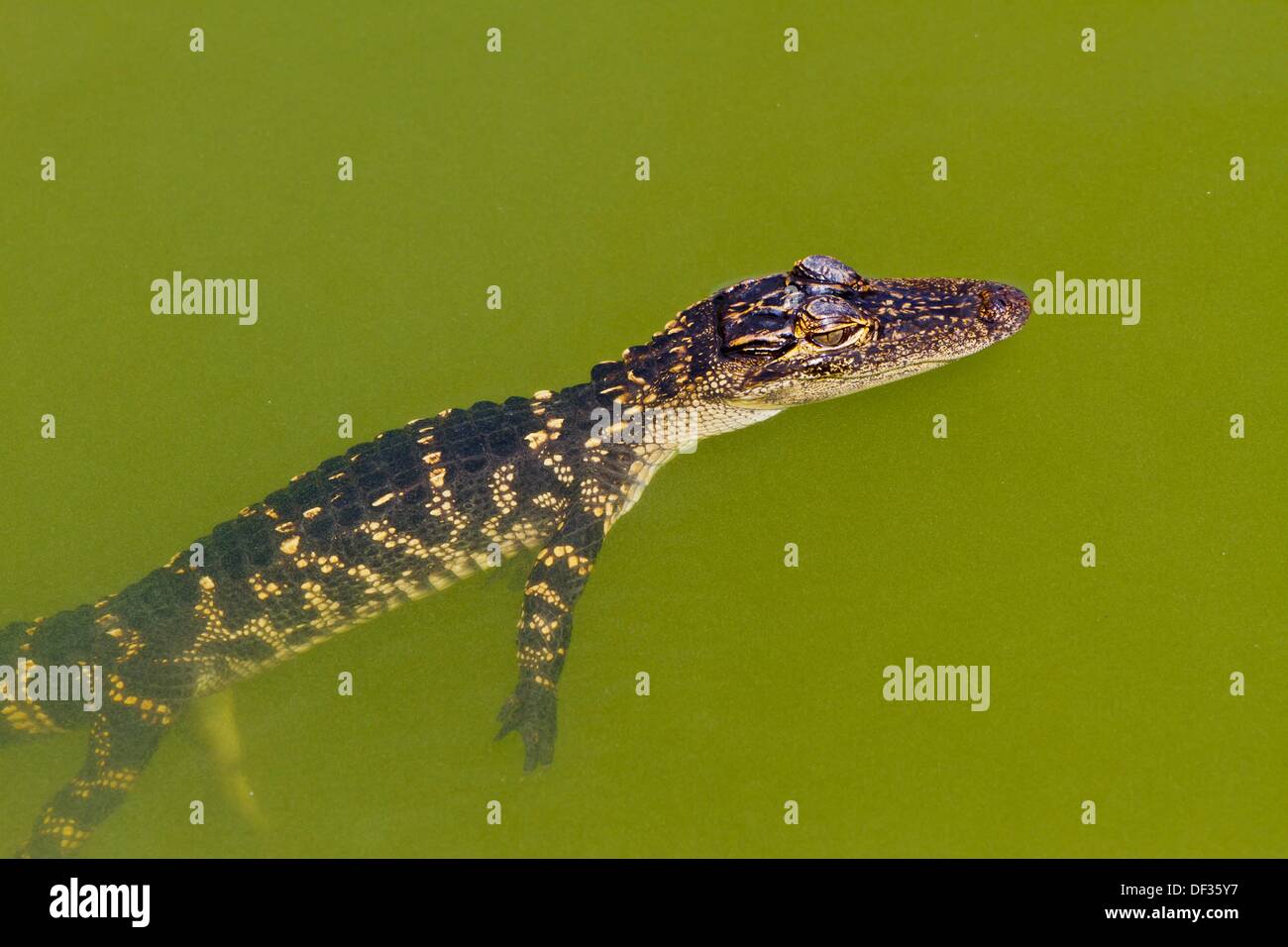 A young American alligator in a small pond in the Everglades National ...