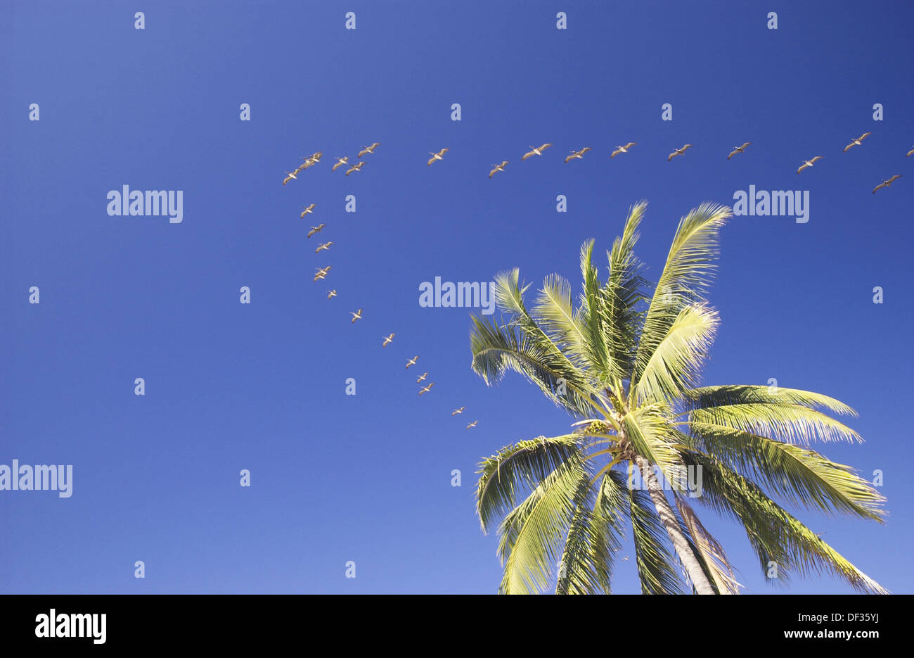 Flying in v formation hi-res stock photography and images - Alamy