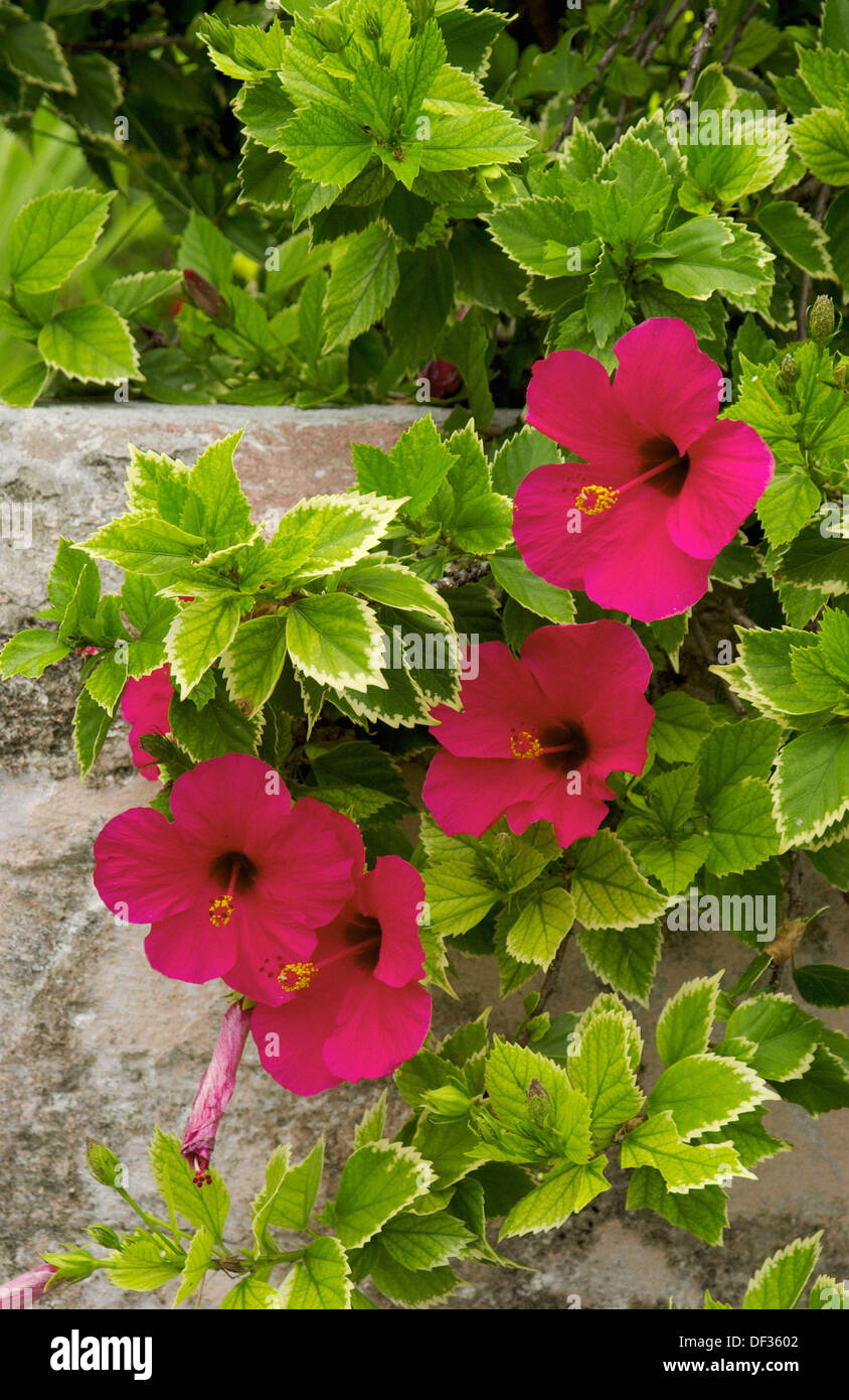 Bermuda st george flowers hi-res stock photography and images - Alamy