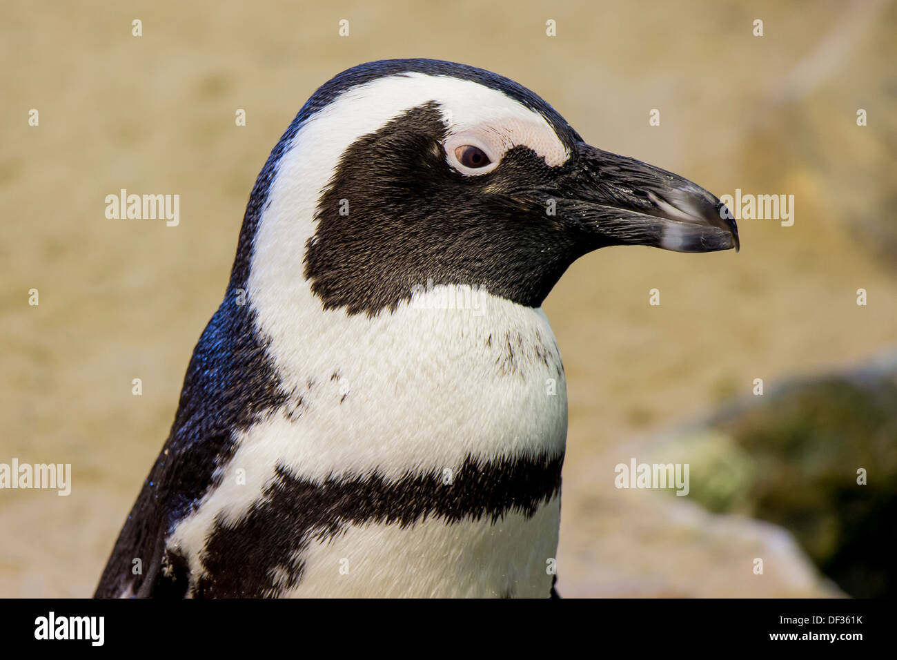 A Close Up Portrait of a Penguin Stock Photo - Alamy