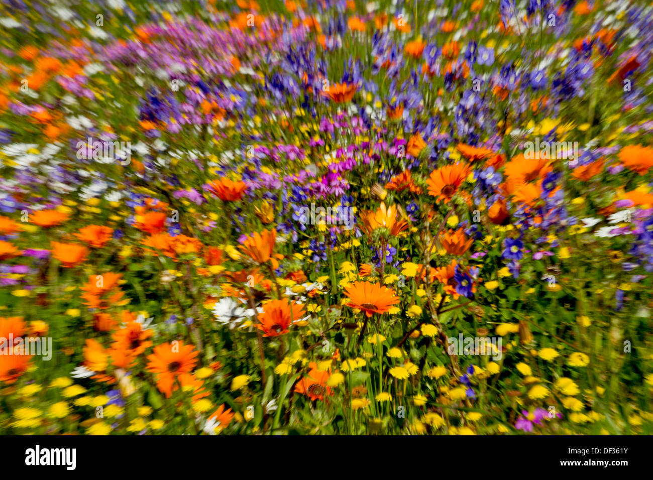 abstract image of flowers using movement Stock Photo - Alamy