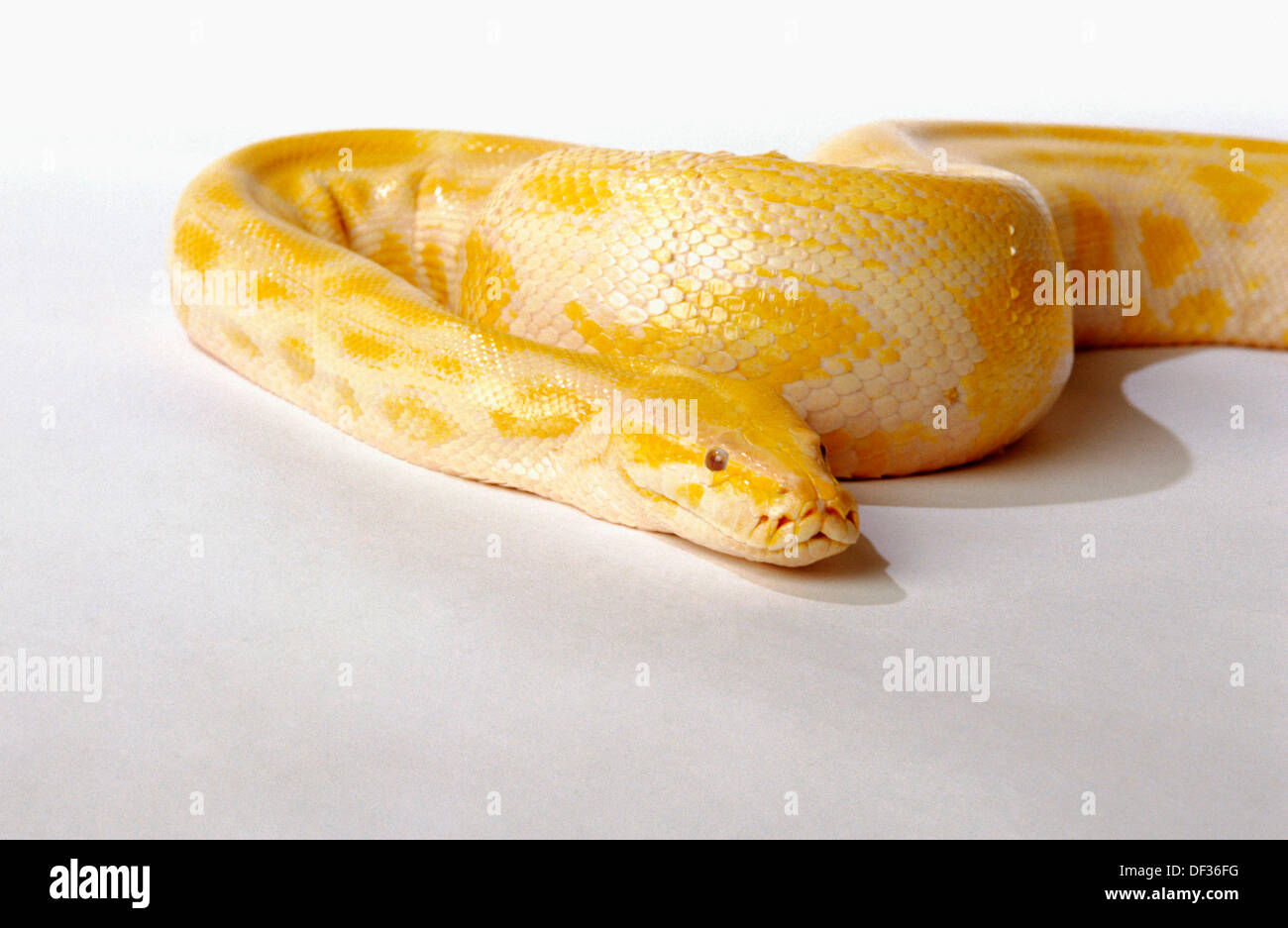 Bivittatus hi-res stock photography and images - Alamy