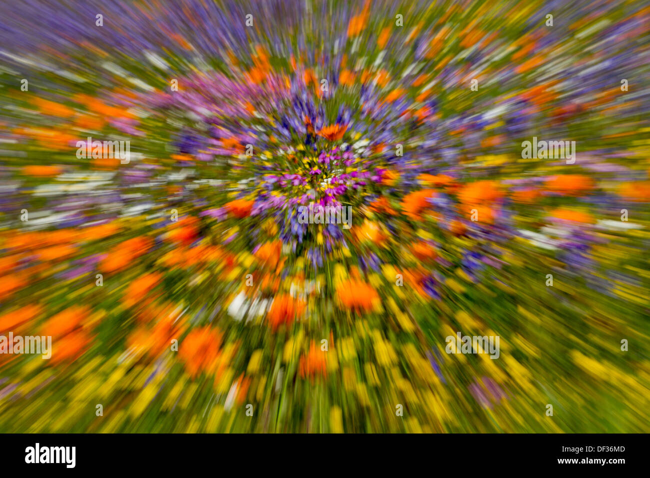 abstract image of flowers using movement Stock Photo - Alamy