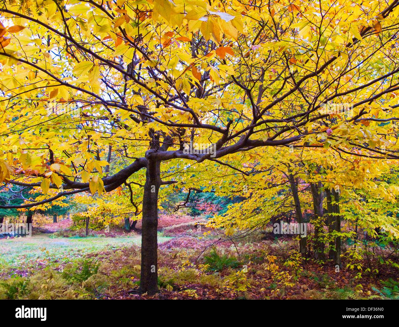 American beech tree hi-res stock photography and images - Alamy