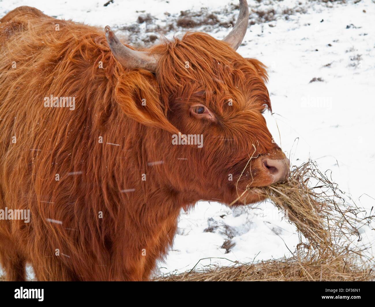 Scottish highlander hi-res stock photography and images - Alamy