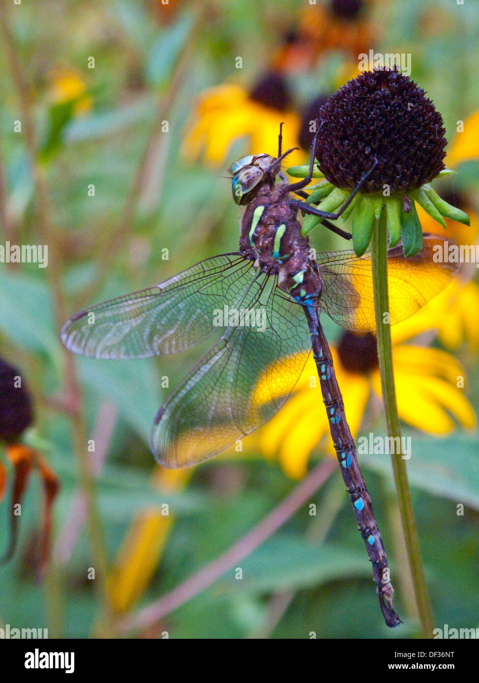 Dragonfly anisoptera epiprocta hi-res stock photography and images - Alamy