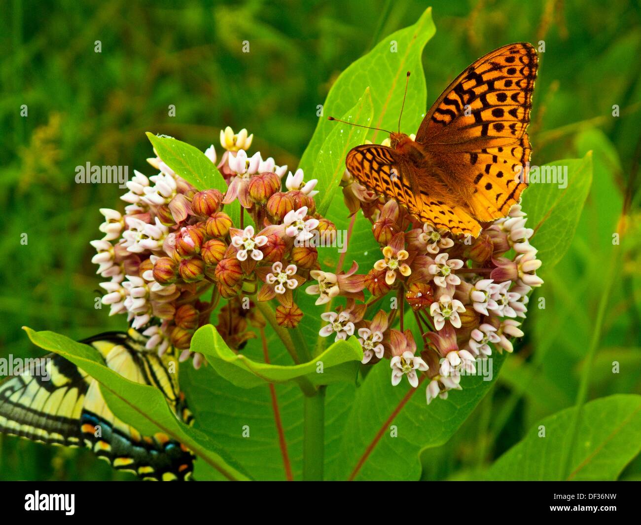 Multiple butterflies hi-res stock photography and images - Alamy