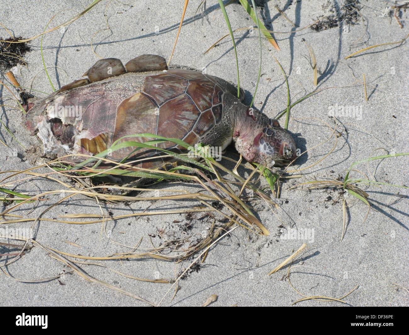 Green sea turtle florida hi-res stock photography and images - Alamy