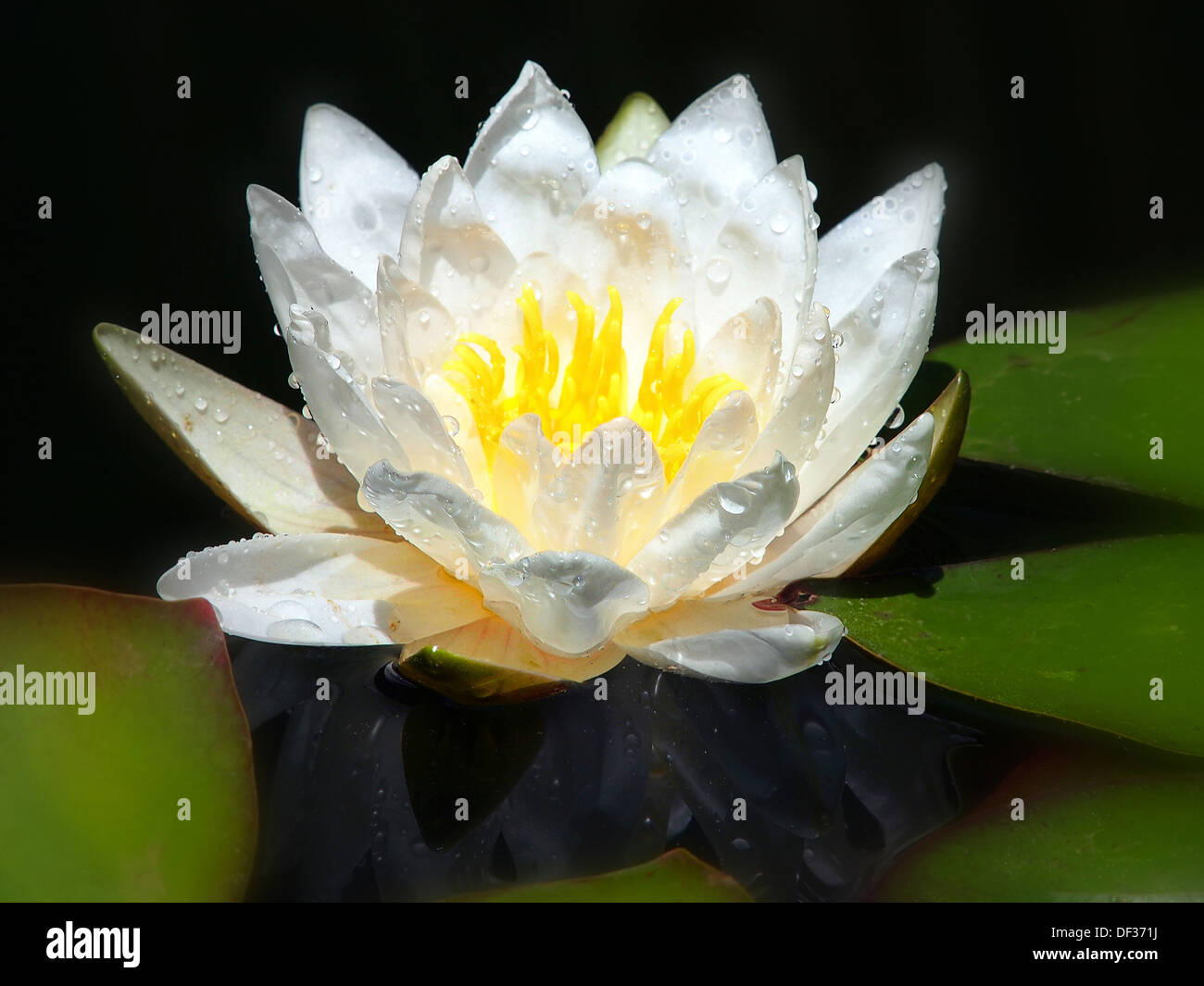 white lily floating on a blue water Stock Photo - Alamy
