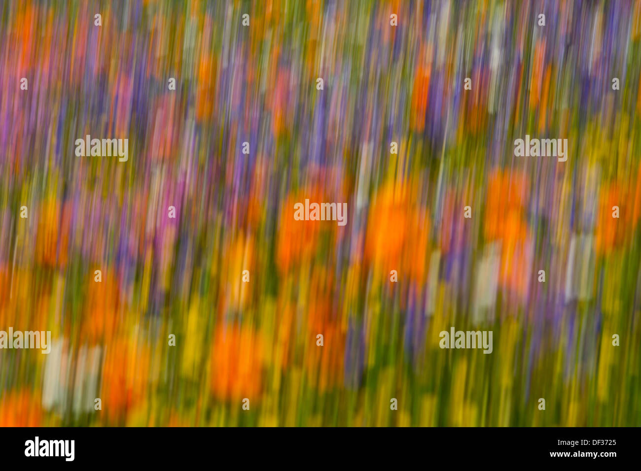 abstract image of flowers using movement Stock Photo - Alamy