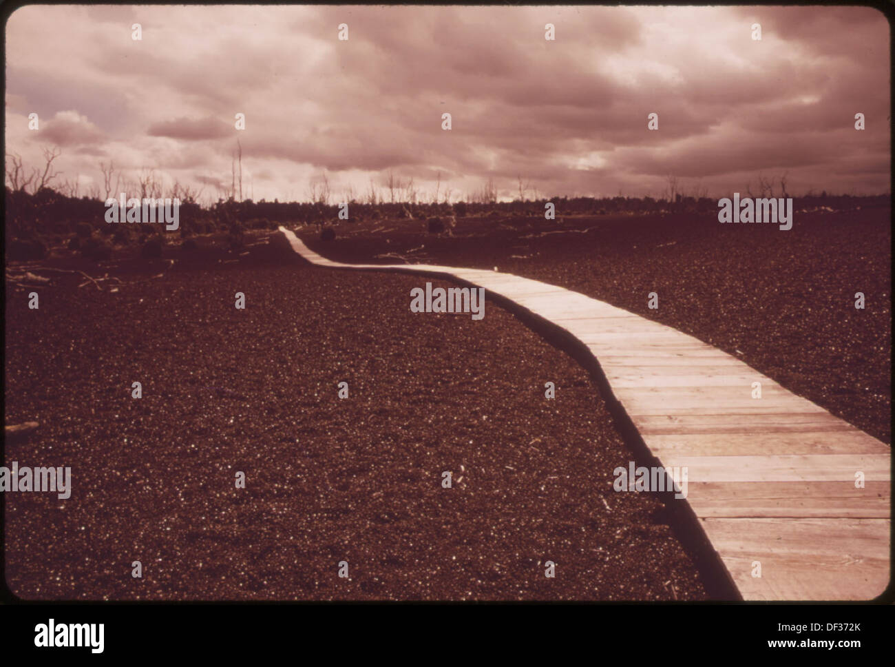 Devastation Trail, located in Hawaii, is a boardwalk that passes ...