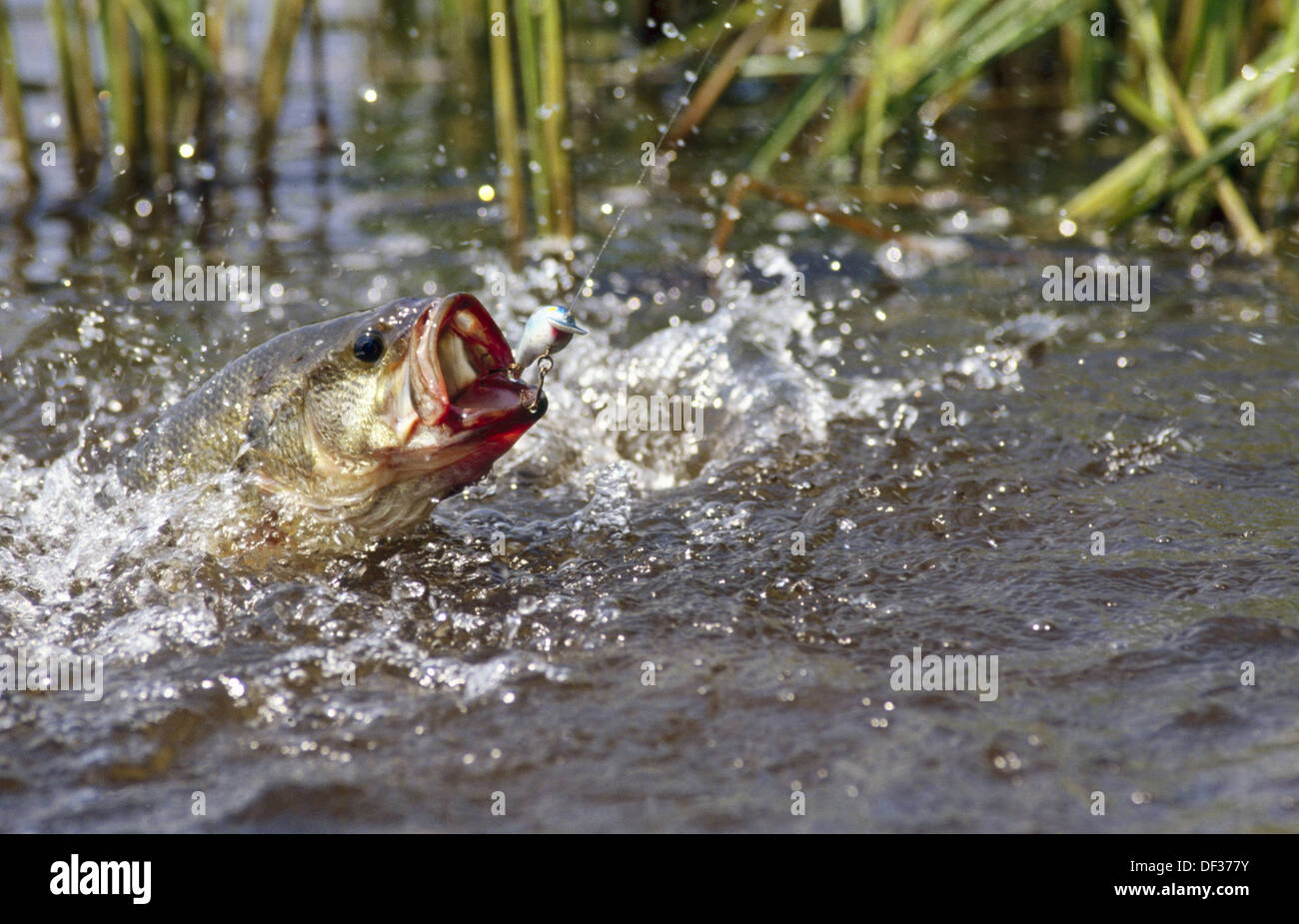 Largemouth bass close up hi-res stock photography and images - Alamy