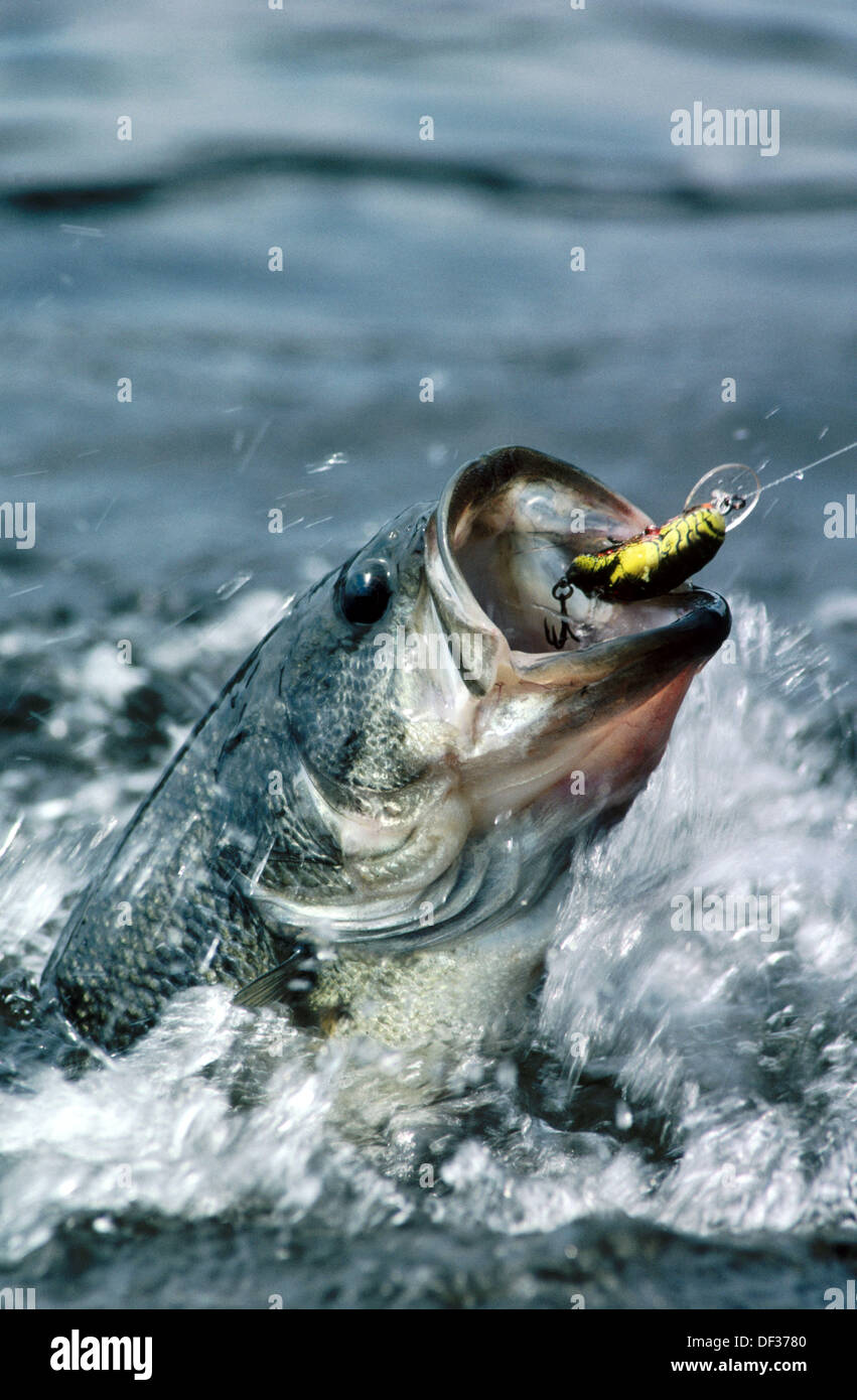 Largemouth Bass Close Up High Resolution Stock Photography and Images ...