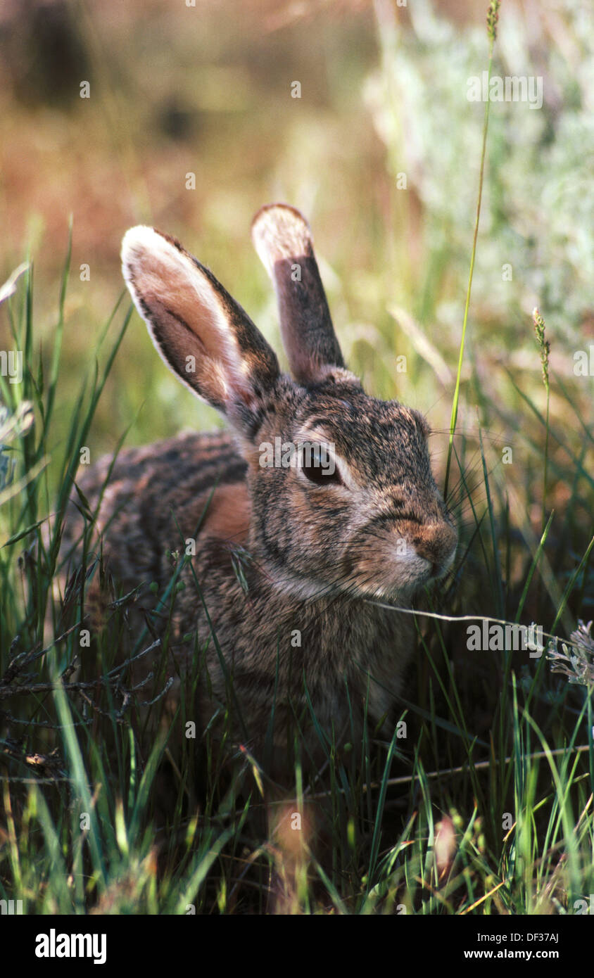 Cottontail Rabbit. Northeast Pennsylvania, USA Stock Photo - Alamy