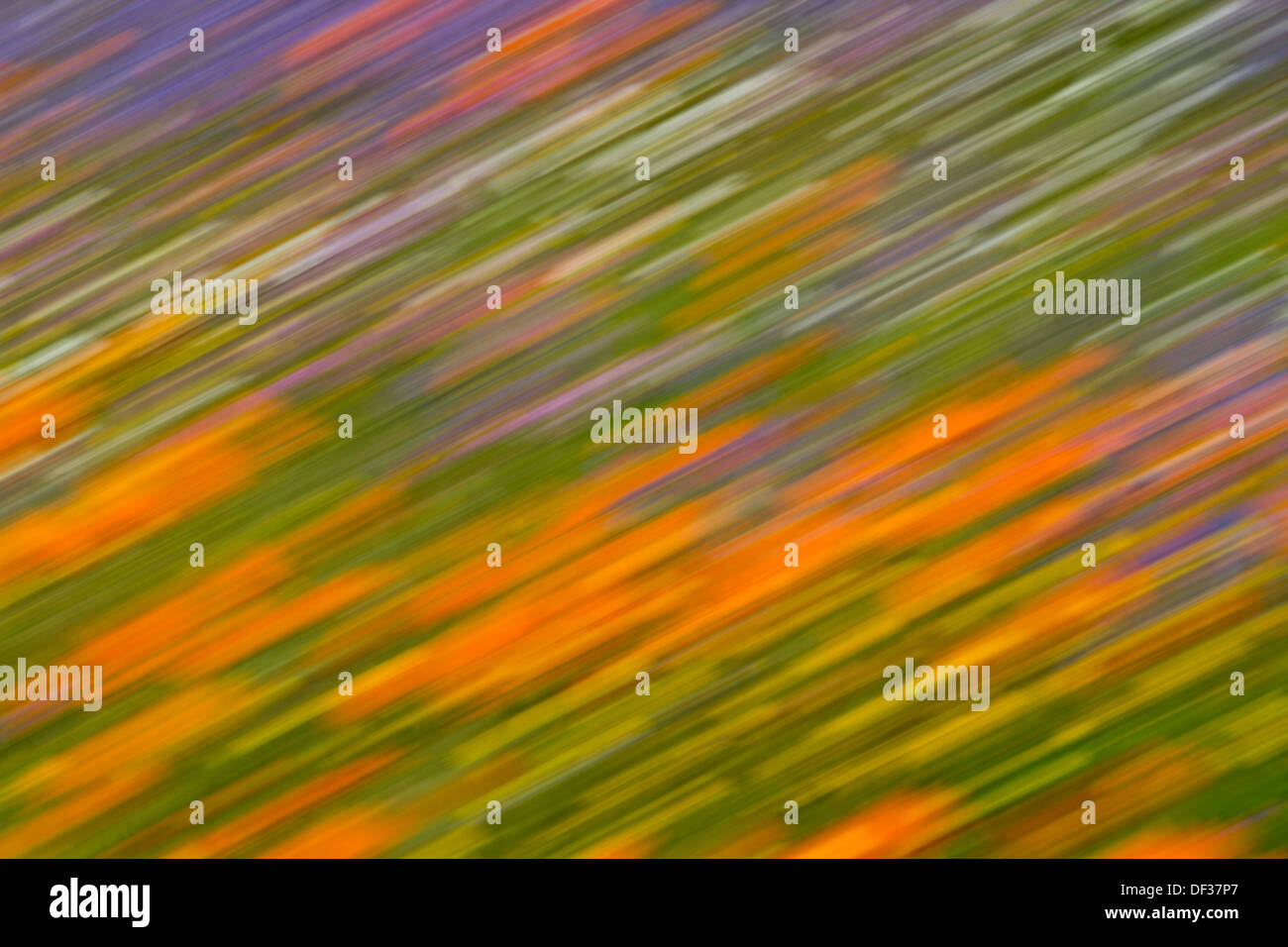 abstract image of flowers using movement Stock Photo - Alamy