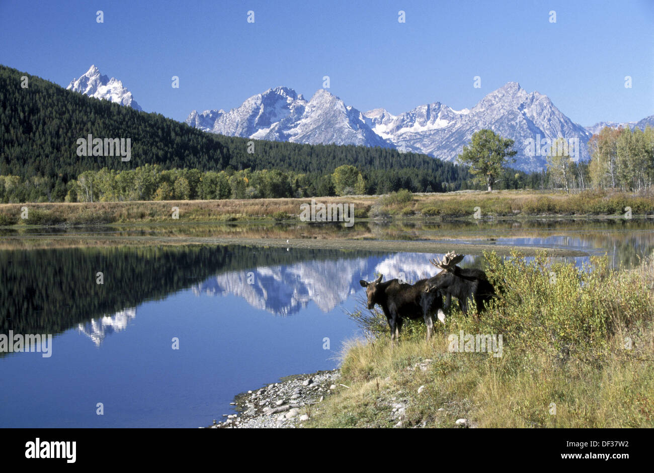Bull Moose Cow Moose Couple Stock Photos & Bull Moose Cow Moose Couple ...