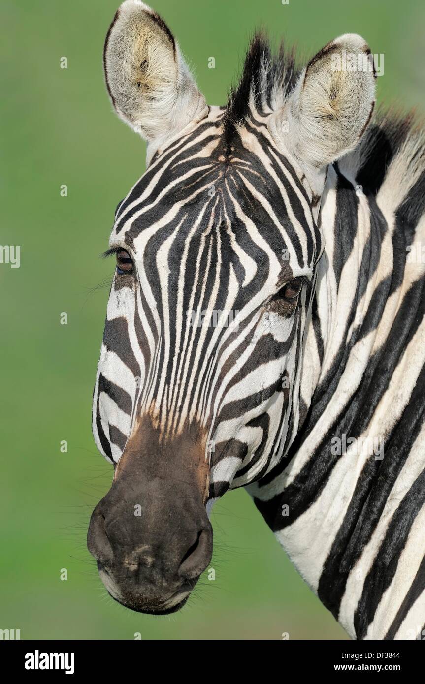 Grant s zebra hi-res stock photography and images - Alamy