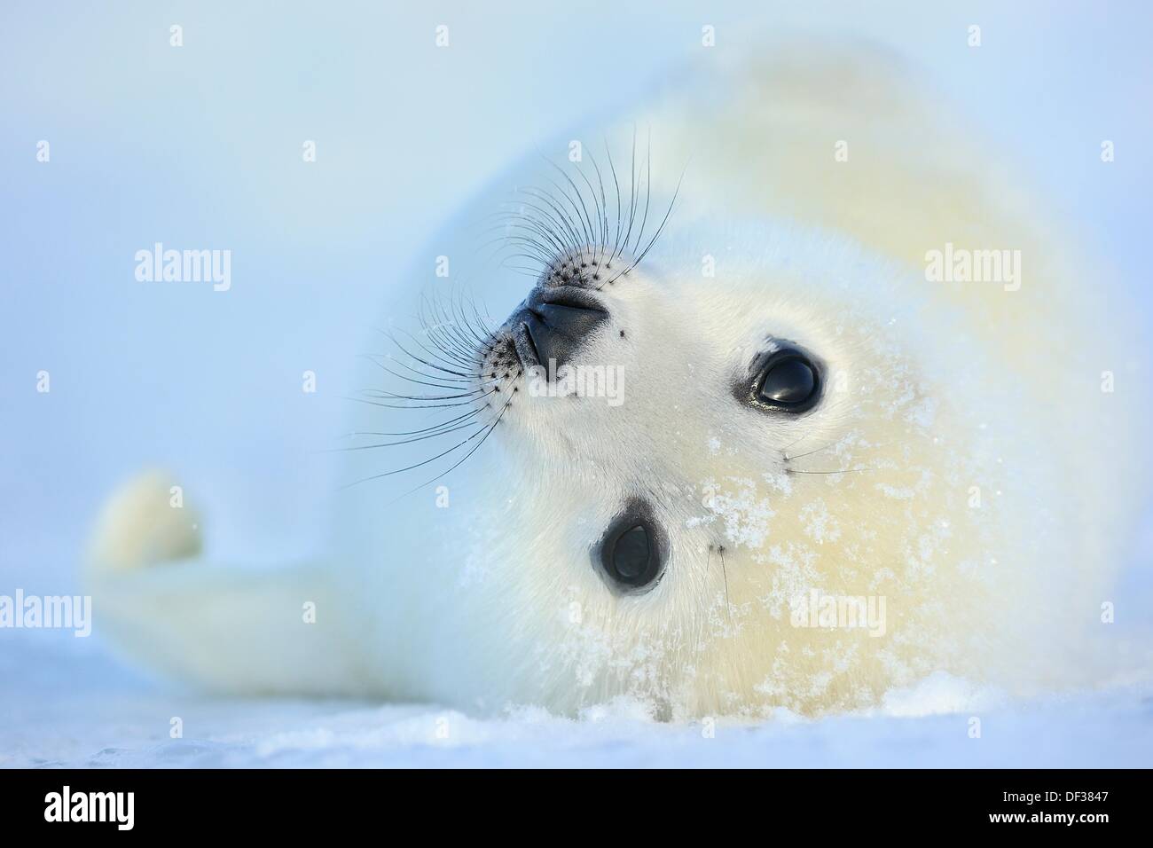 Harp Seal (Phoca groenlandica), pup, Magdalen Islands, Québec, Canada ... Harp Seal (Phoca groenlandica), pup, Magdalen Islands, Québec, Canada ...