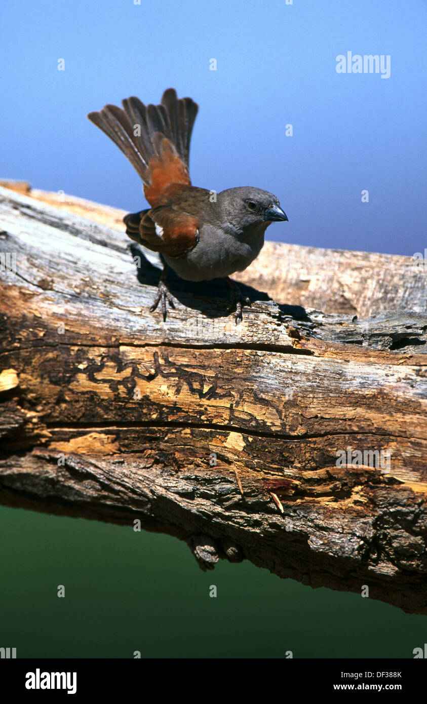 Grey Headed Sparrow Stock Photos & Grey Headed Sparrow Stock Images - Alamy