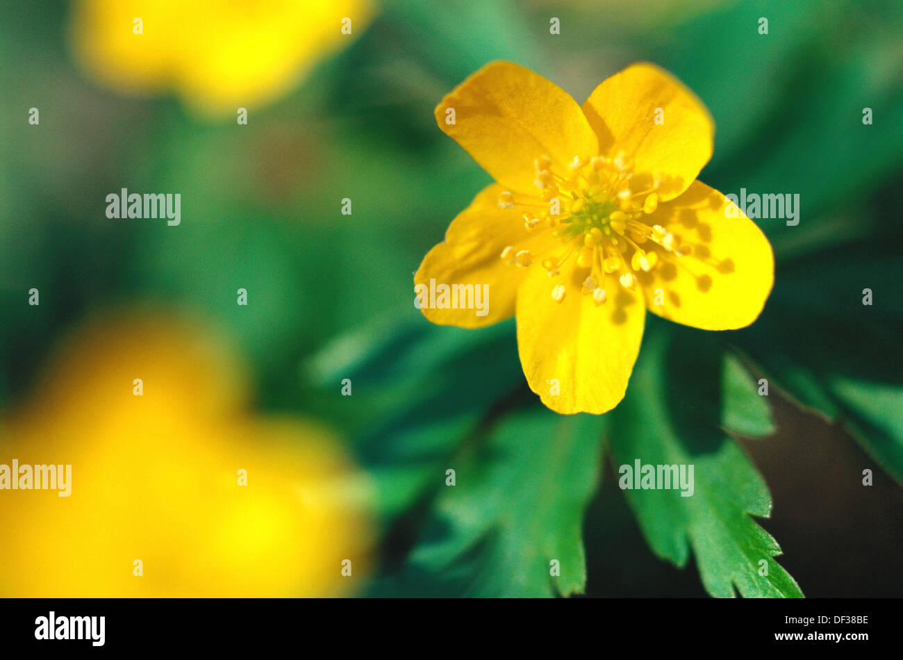 Yellow anemone (Anemone ranunculoides). Insel Moen. Denmark Stock Photo ...