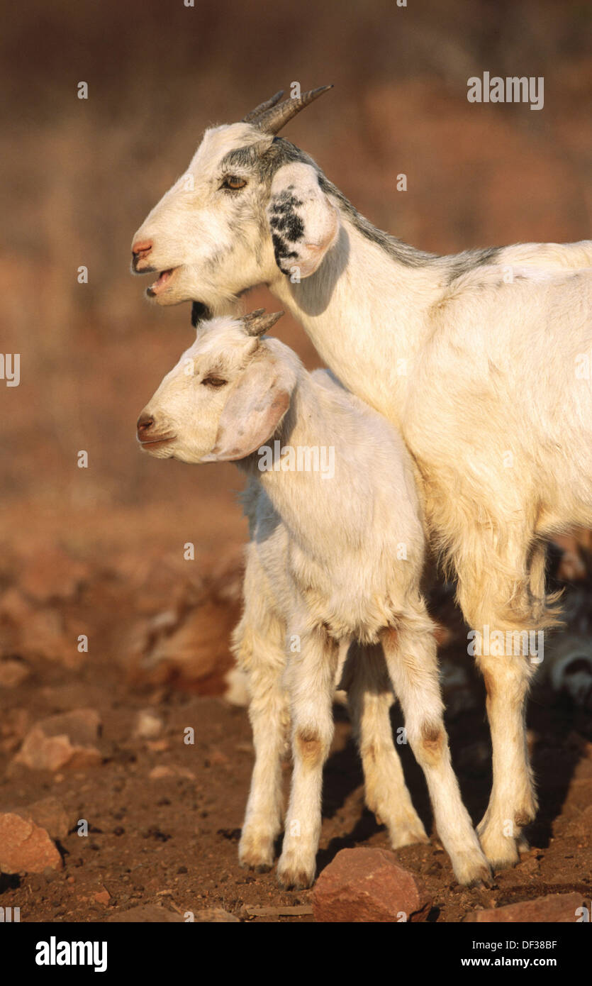 Himba family kaokoveld namibia hi-res stock photography and images - Alamy