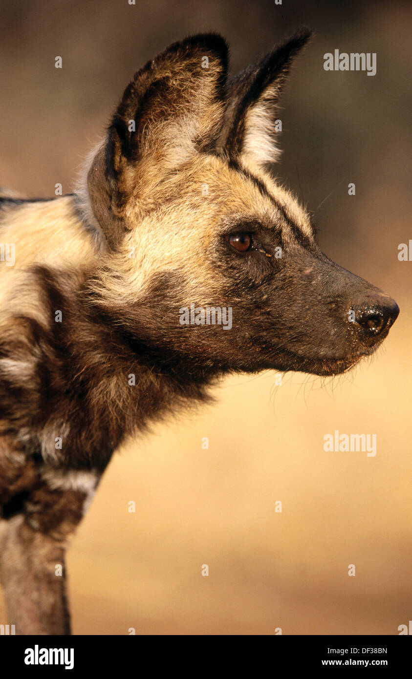 Namibia farm dog hi-res stock photography and images - Alamy