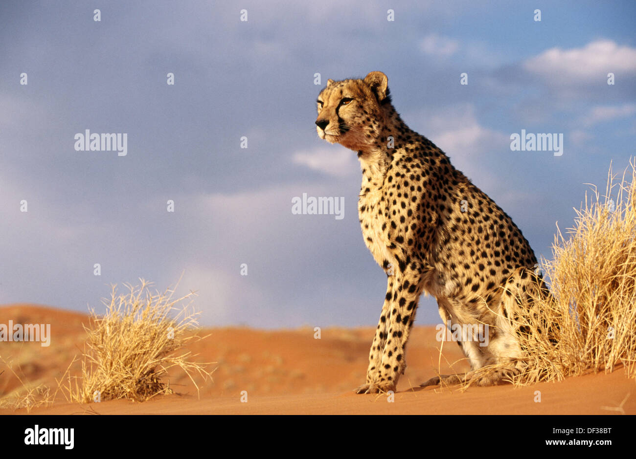 Cheetah in vegetation hi-res stock photography and images - Alamy