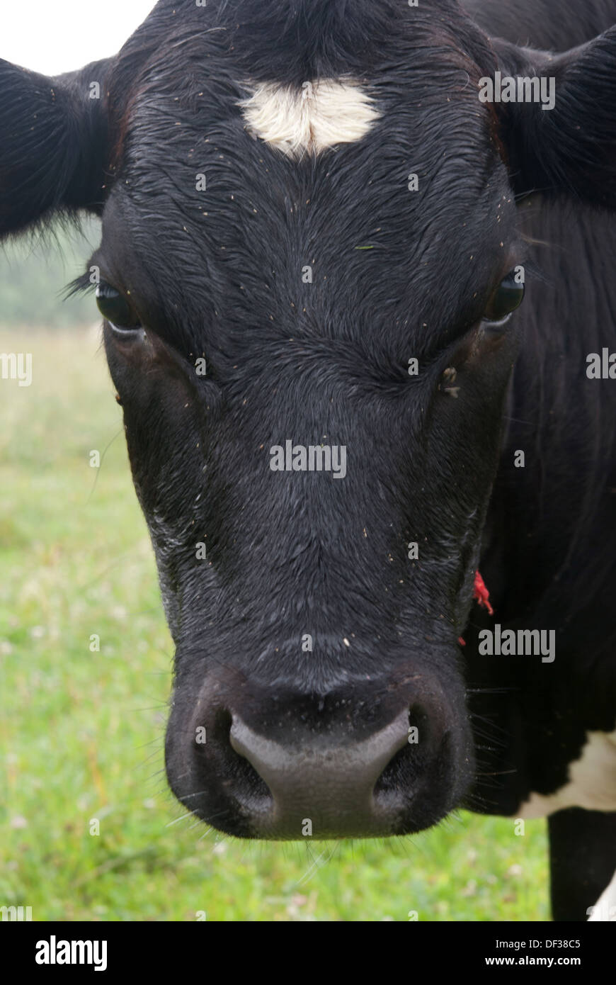 Bull shadow hi-res stock photography and images - Alamy