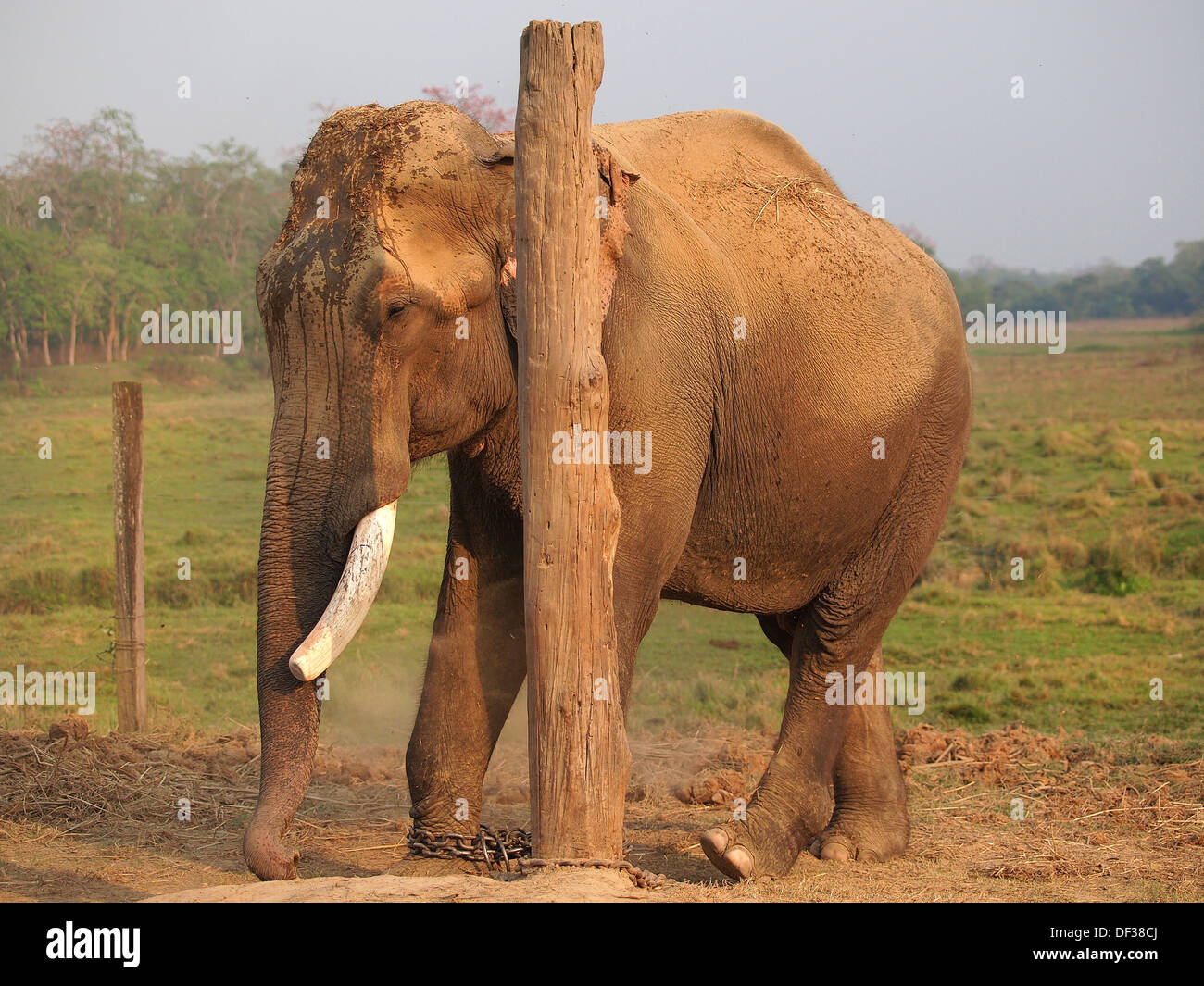 elephant with legs in a chains Stock Photo - Alamy