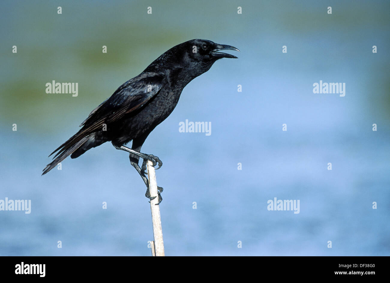 Crow american crow florida hi-res stock photography and images - Alamy