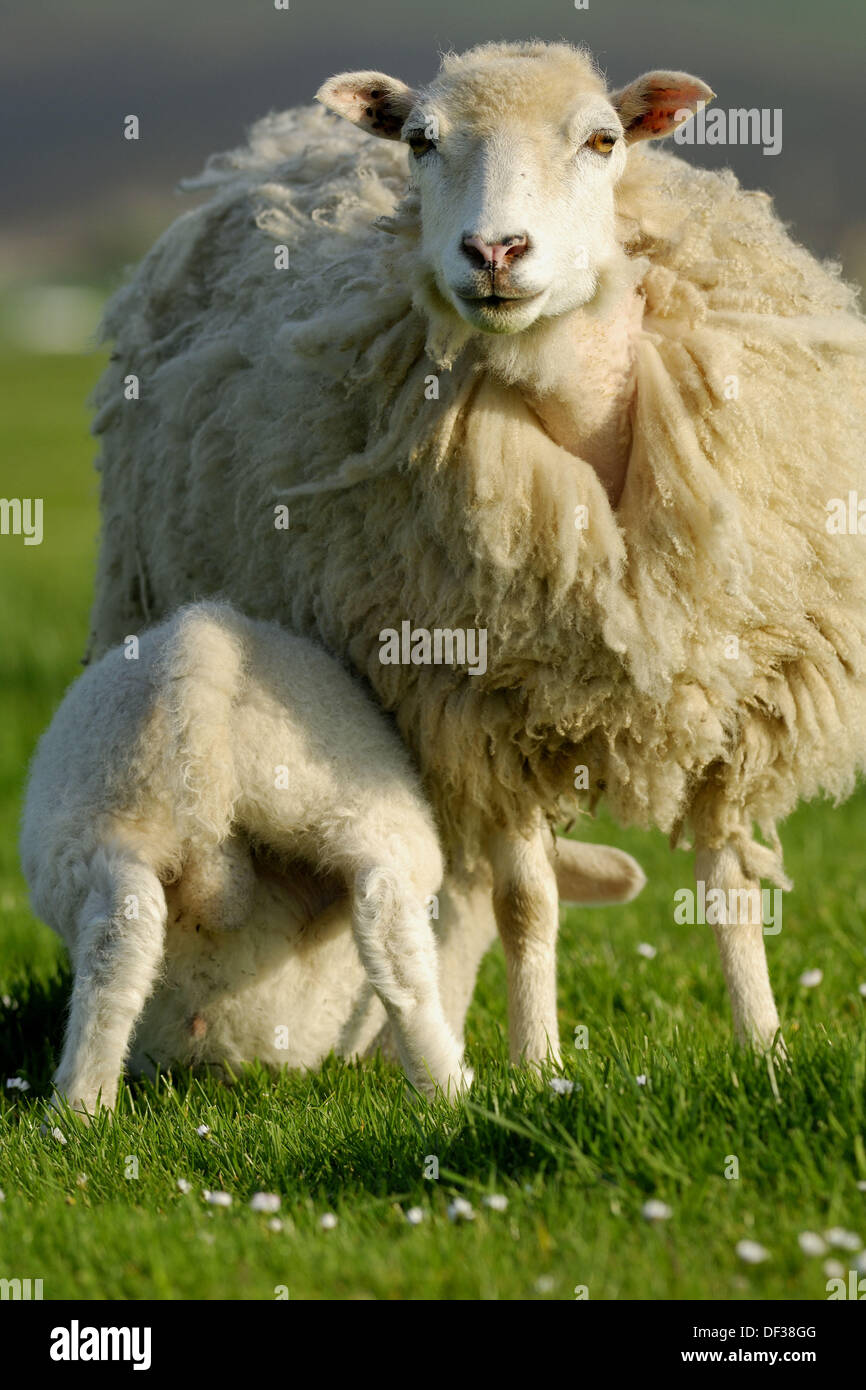 Domestic Sheep (Ovis aries), mother suckling lamb. Mainland, Orkney ...