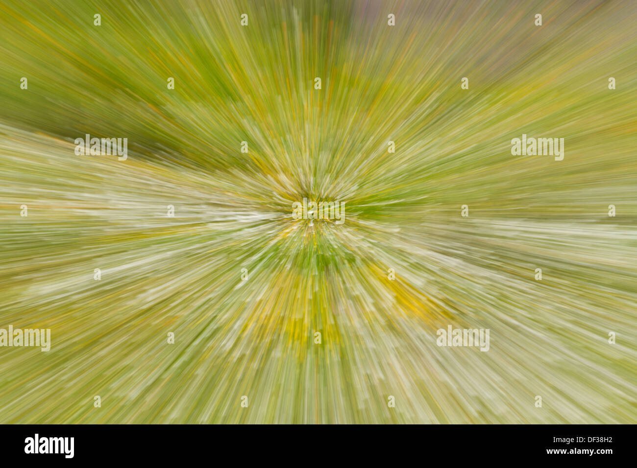 abstract image of flowers using movement Stock Photo - Alamy