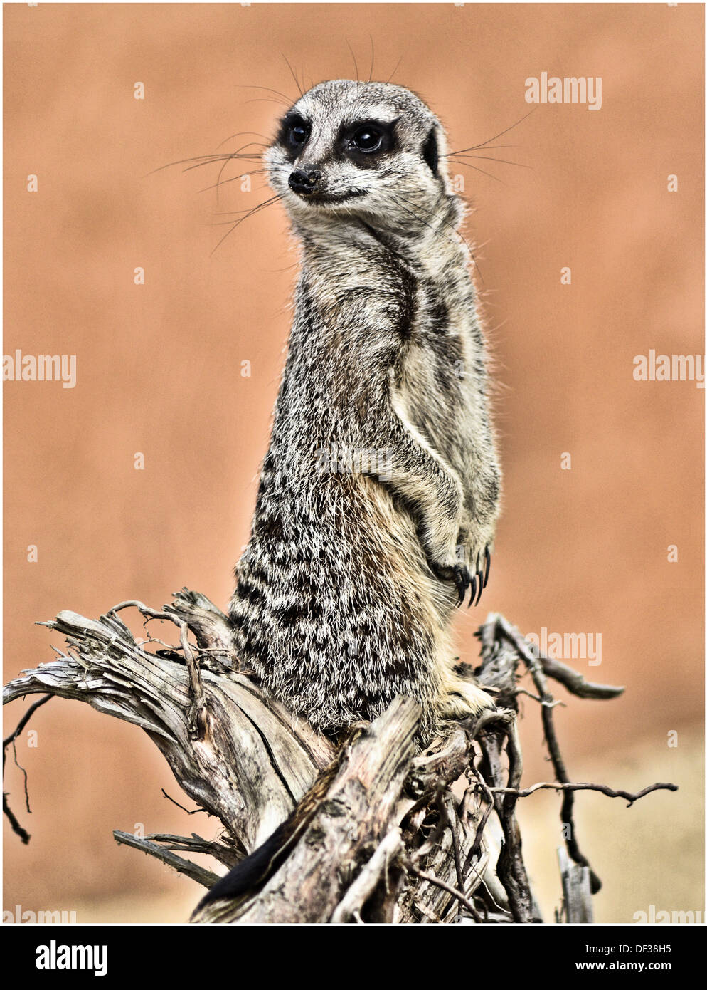 This is a captive Meercat Stock Photo - Alamy