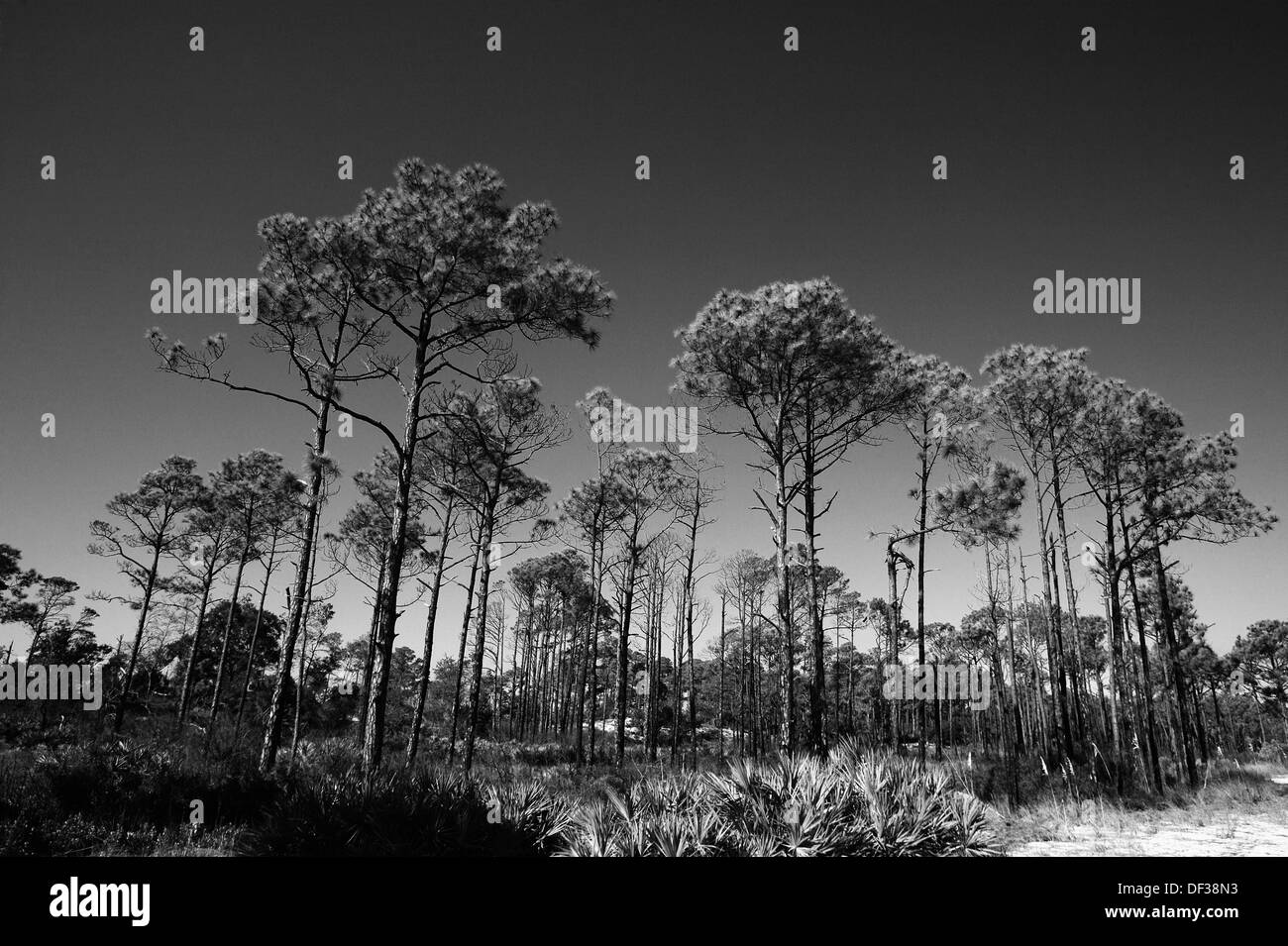Black and white florida image hi-res stock photography and images - Alamy