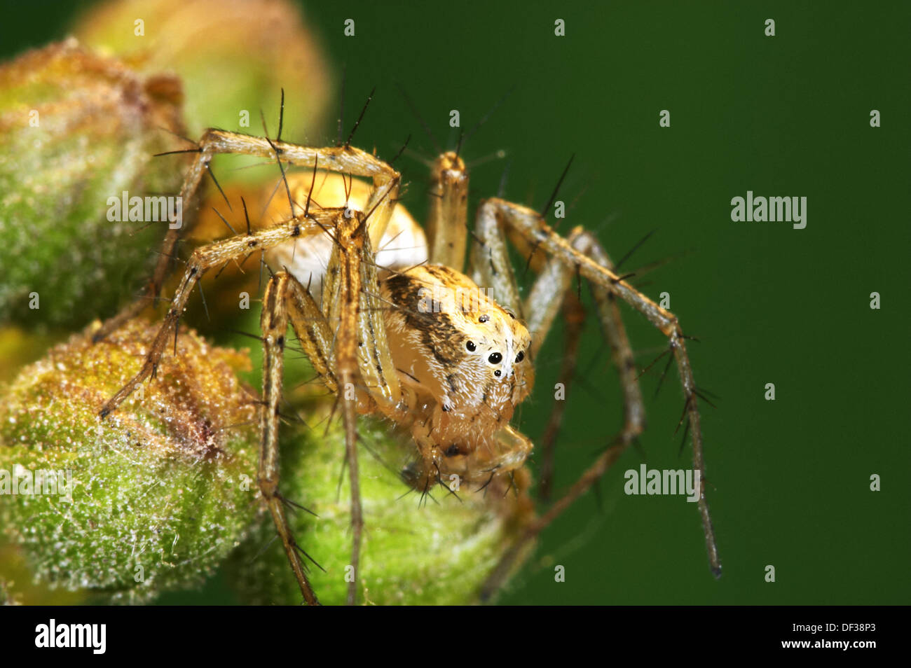 Oxyopes sp hi-res stock photography and images - Alamy