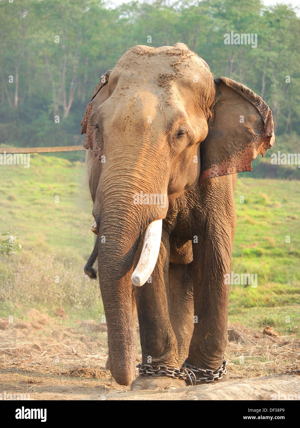 elephant with legs in a chains Stock Photo - Alamy