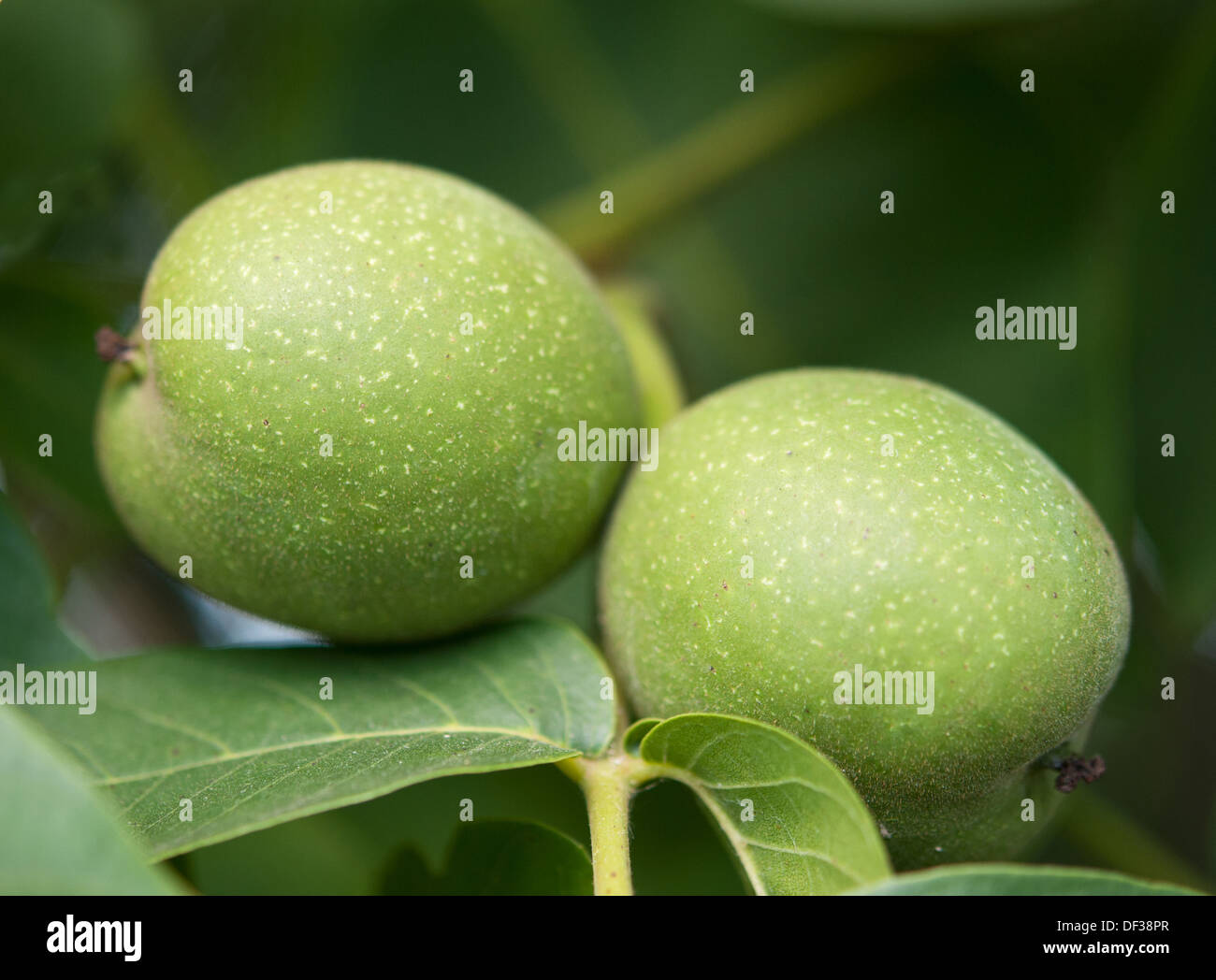 green walnuts as nature background Stock Photo - Alamy