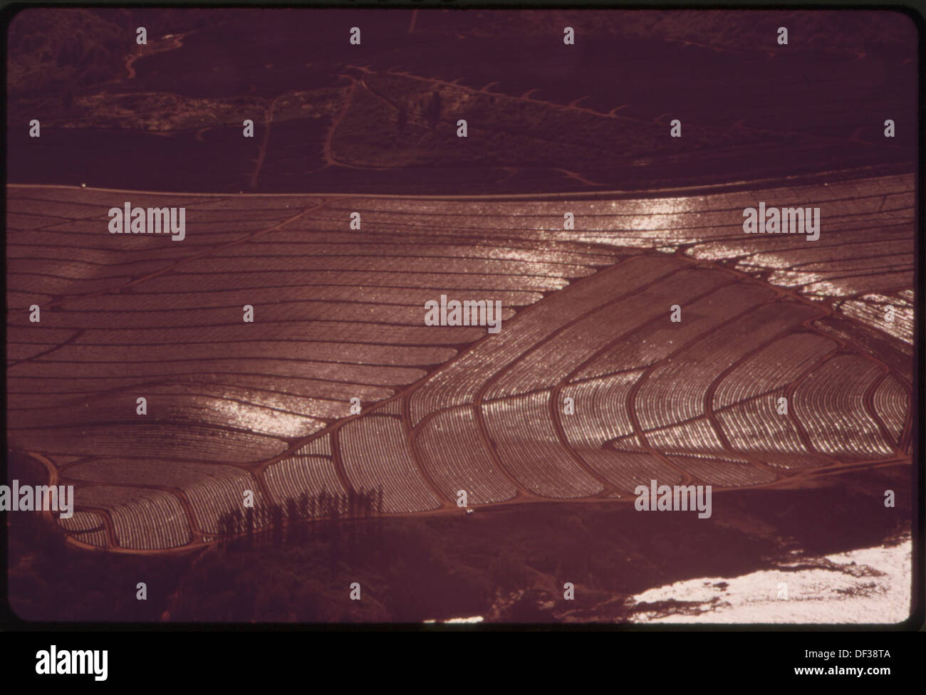 An aerial view shows a tract of pineapple fields preserved from urban ...