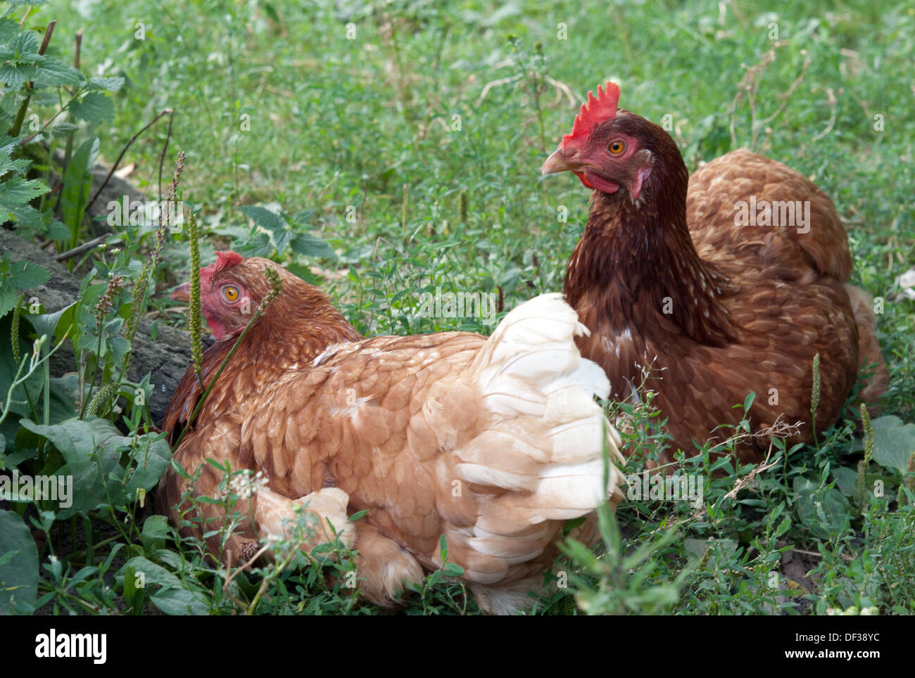 two hens is on a background green grass Stock Photo - Alamy