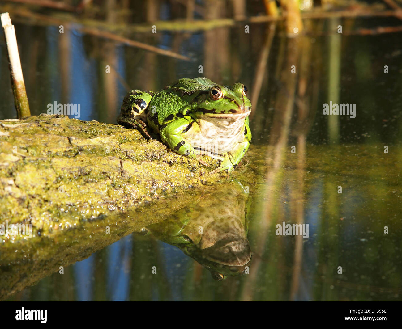 Green frog black spots in hi-res stock photography and images - Alamy