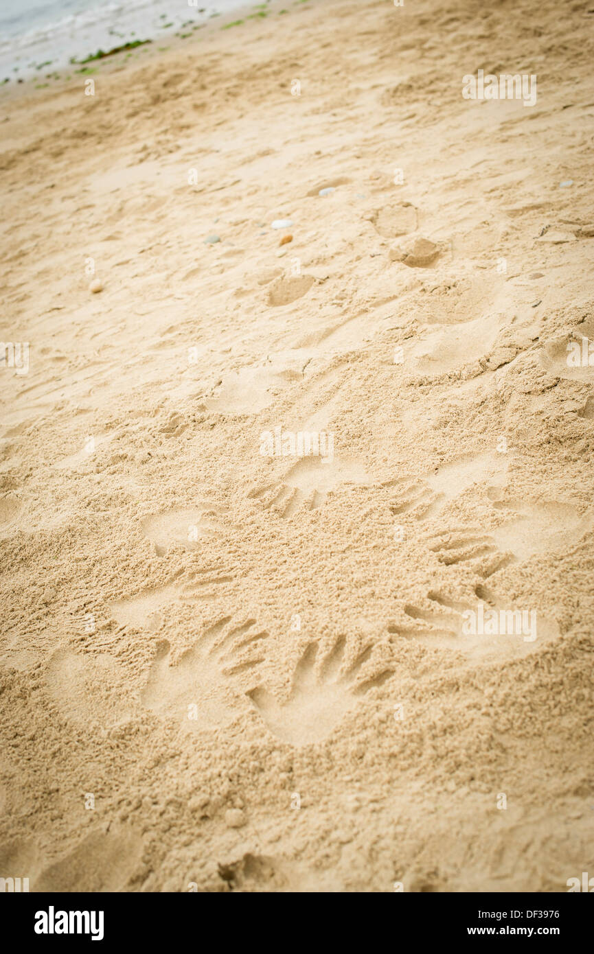 Hand prints on a sand beach in a circular shape Stock Photo - Alamy