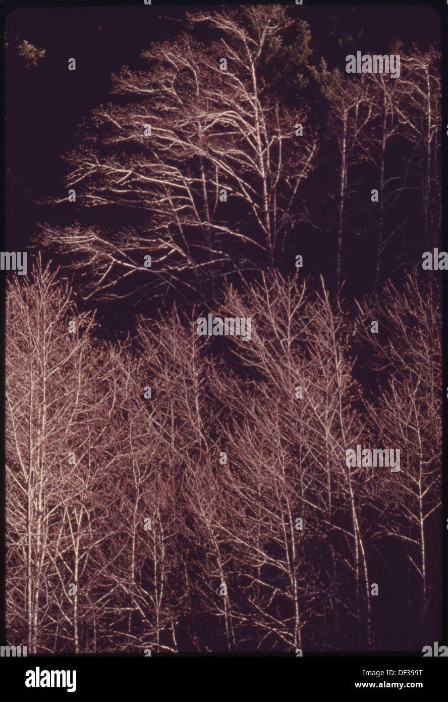 A close-up image of alder trees with buds at Green Mountain in Kitsap ...
