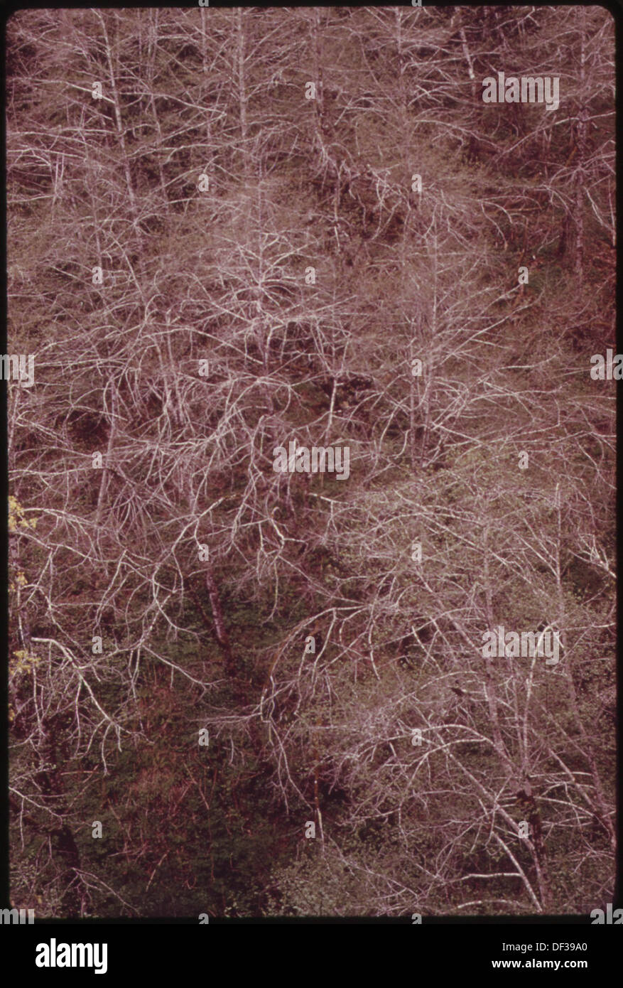 Alder trees with new spring growth are shown along the Queets River ...