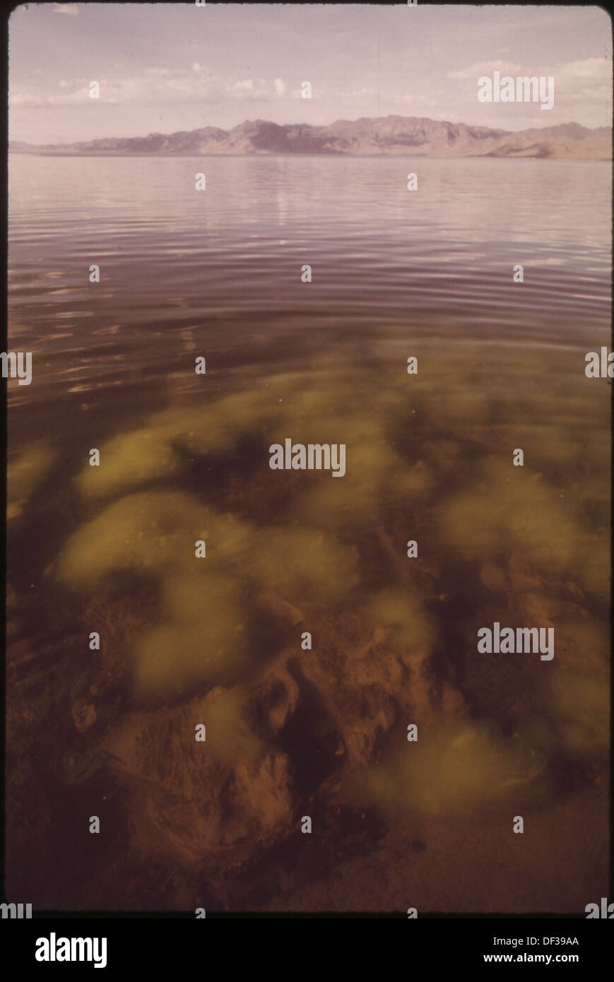 Algae growth in one of the shallow bays of Pyramid Lake, Nevada's ...