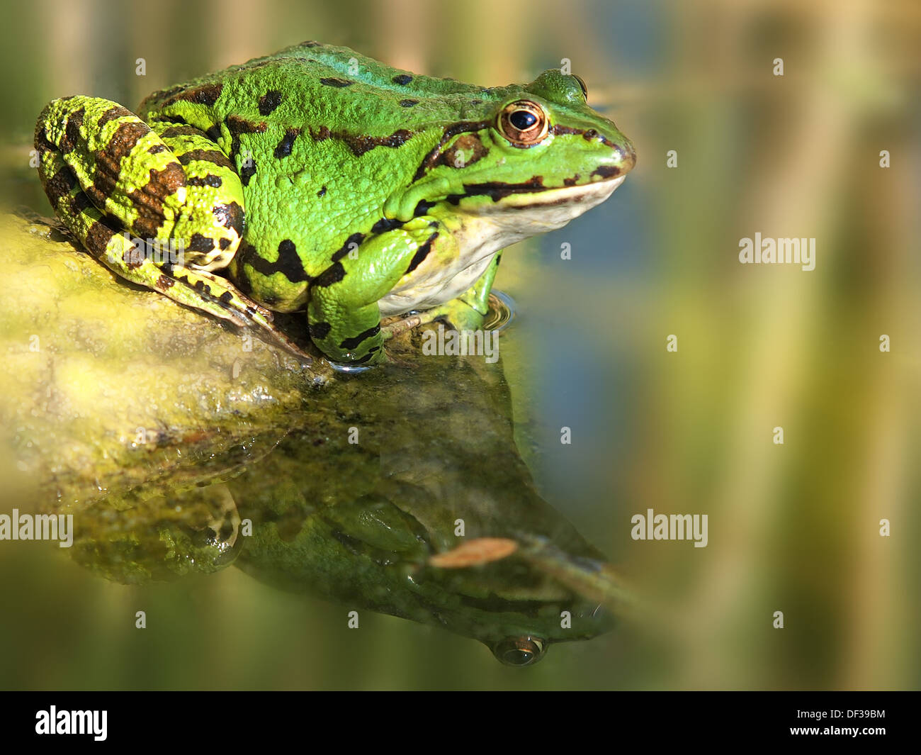 Common frog closeup hi-res stock photography and images - Alamy