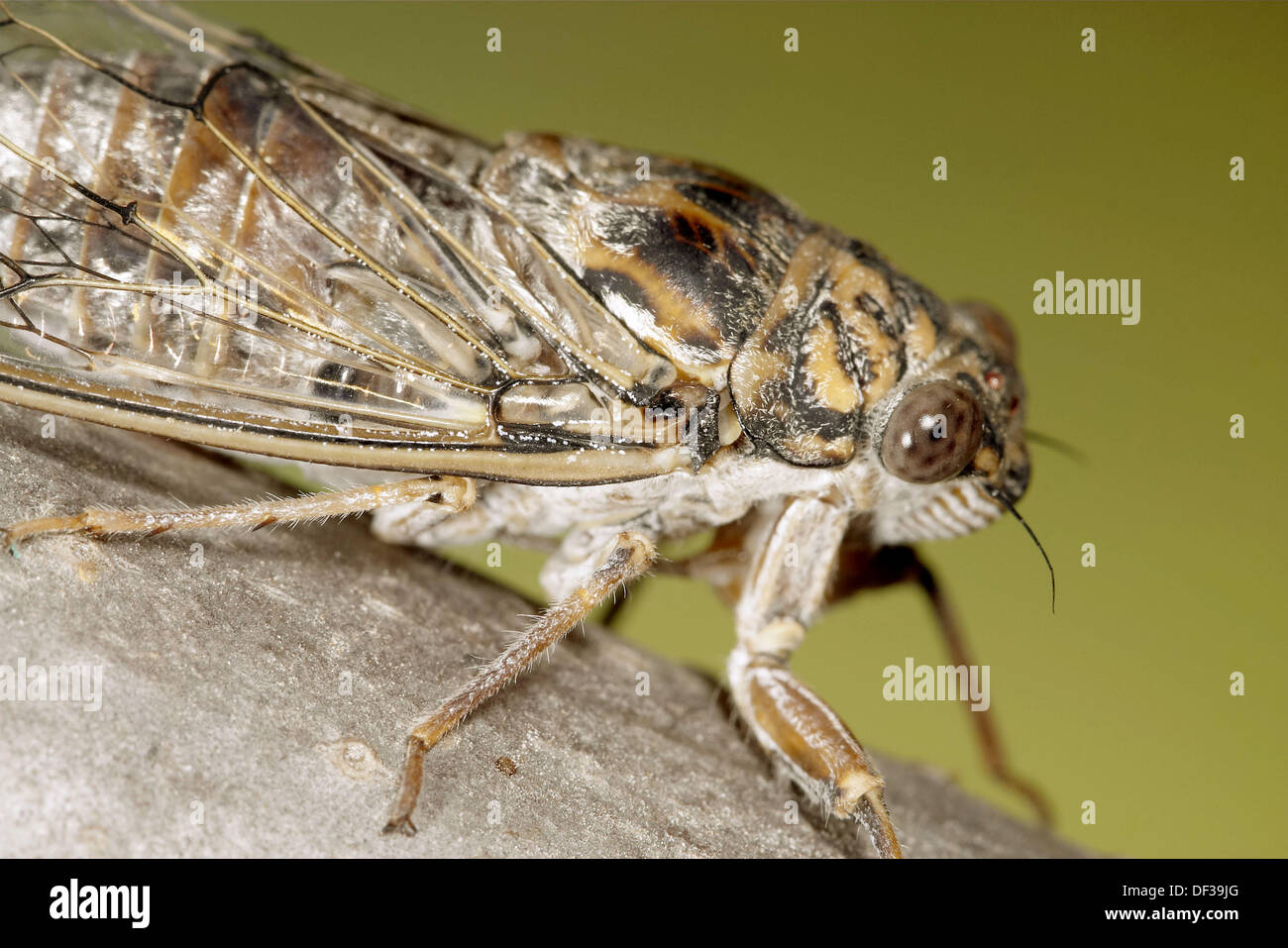 Cicadetta hi-res stock photography and images - Alamy