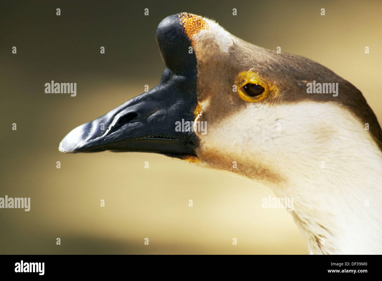 Branta sp hi-res stock photography and images - Alamy