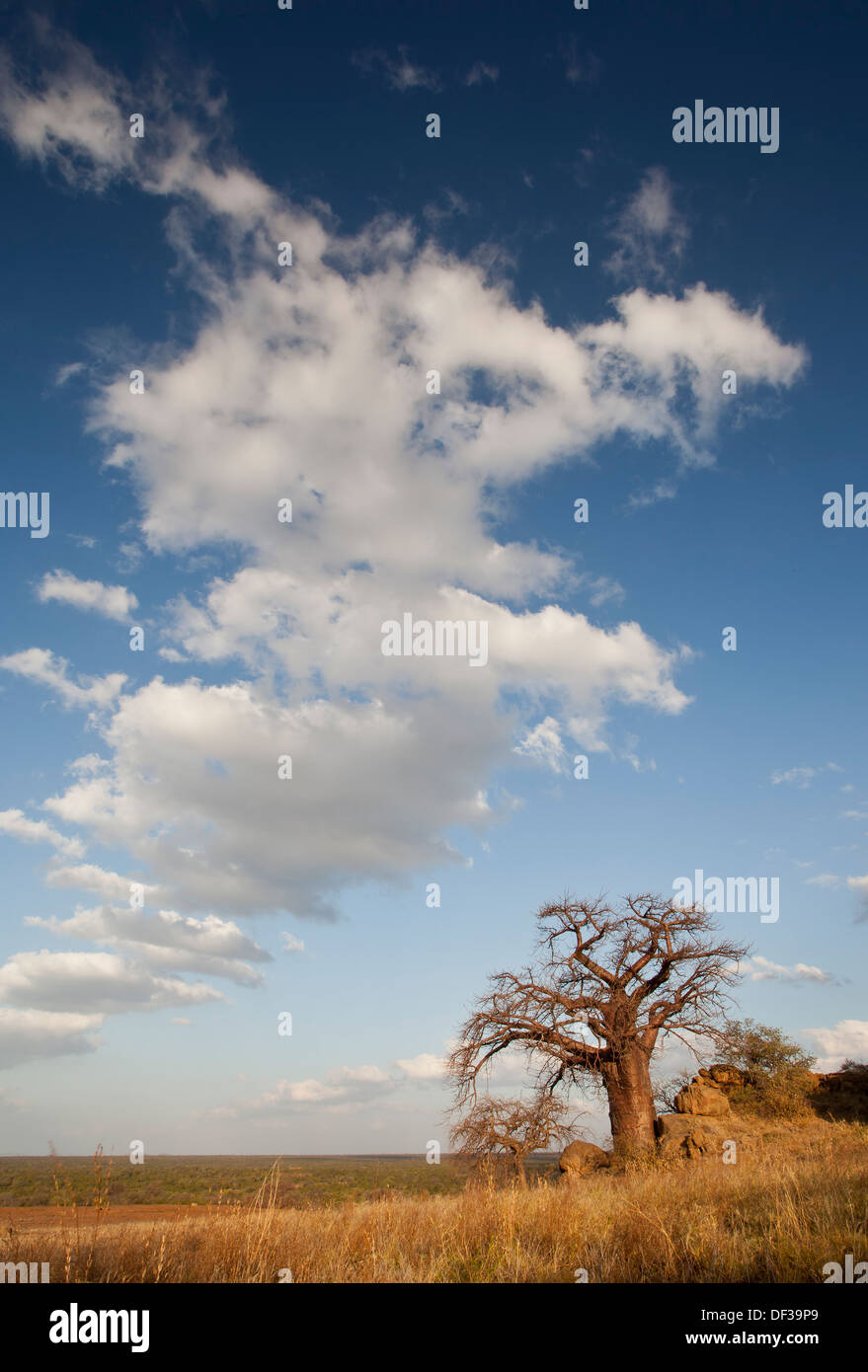 Boab tree black white hi-res stock photography and images - Alamy